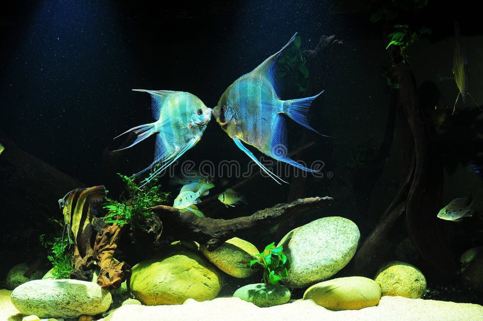 Amazon tropical fish stock image. Image of hobby, aquarium - 47696635