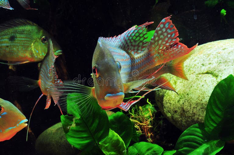 Amazon tropical fish stock photo. Image of river, satanoperca - 47697684