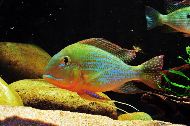 Amazon tropical fish stock image. Image of angel, altifrons - 47698927