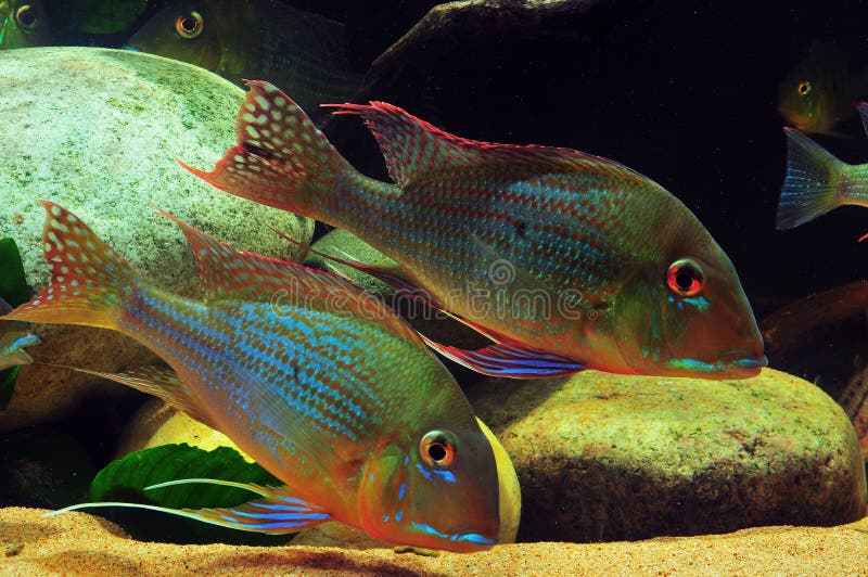 Amazon tropical fish stock image. Image of araguaia, tropical - 47699403