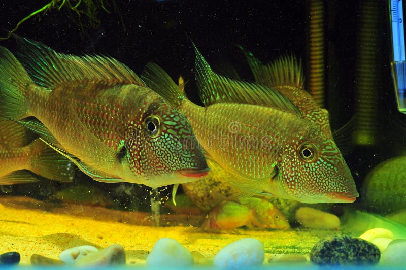 Amazon tropical fish stock photo. Image of araguaia, tropical - 47699466