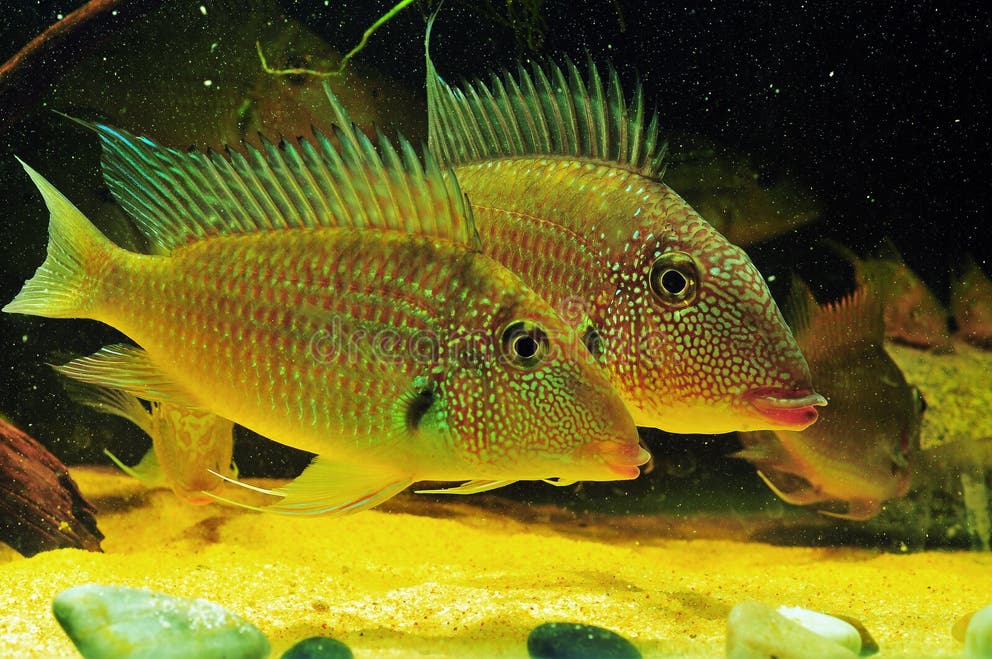 Amazon tropical fish stock photo. Image of eating, feed - 47700038
