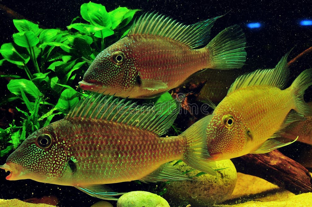 Amazon tropical fish stock image. Image of amzon, altifrons - 47700625
