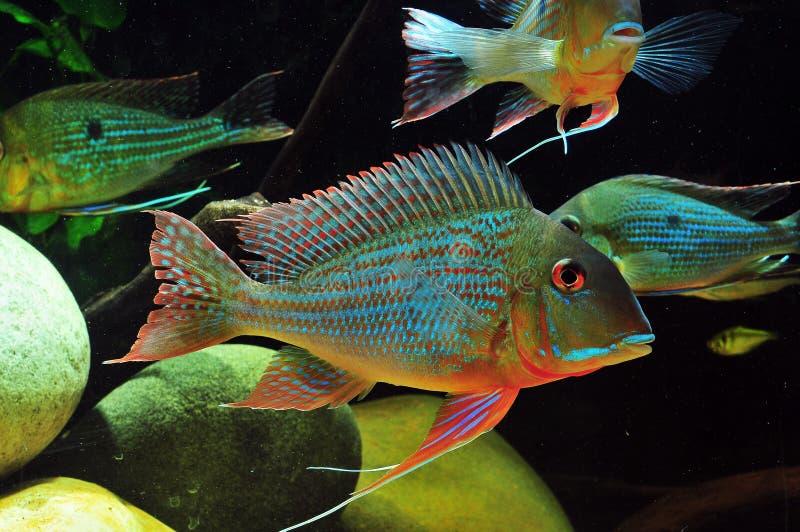 Amazon tropical fish stock photo. Image of sand, araguaia - 47701672