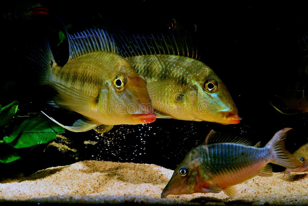 Amazon tropical fish stock image. Image of feed, altifrons - 47702785