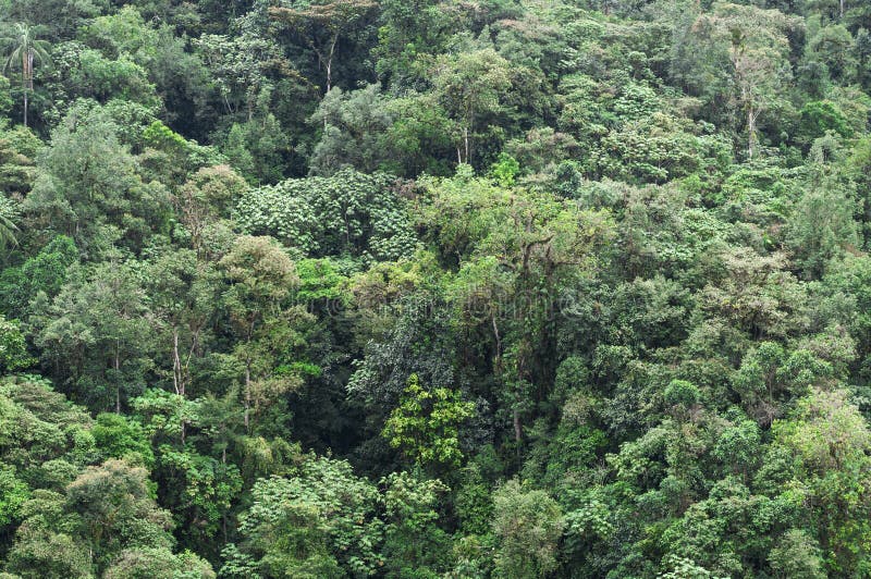 Rainforest in Ecuador stock image. Image of landscape - 134379159