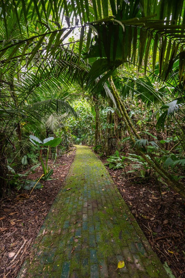 Amazon. Tropical Rainforest. Jungle Landscape. Amazon Yasuni National ...