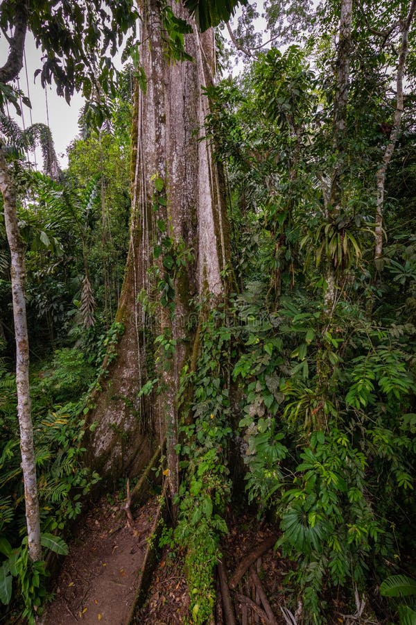 Amazon. Tropical Rainforest. Jungle Landscape. Amazon Yasuni National ...