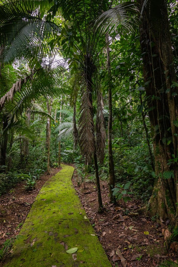 Amazon. Tropical Rainforest. Jungle Landscape. Amazon Yasuni National ...