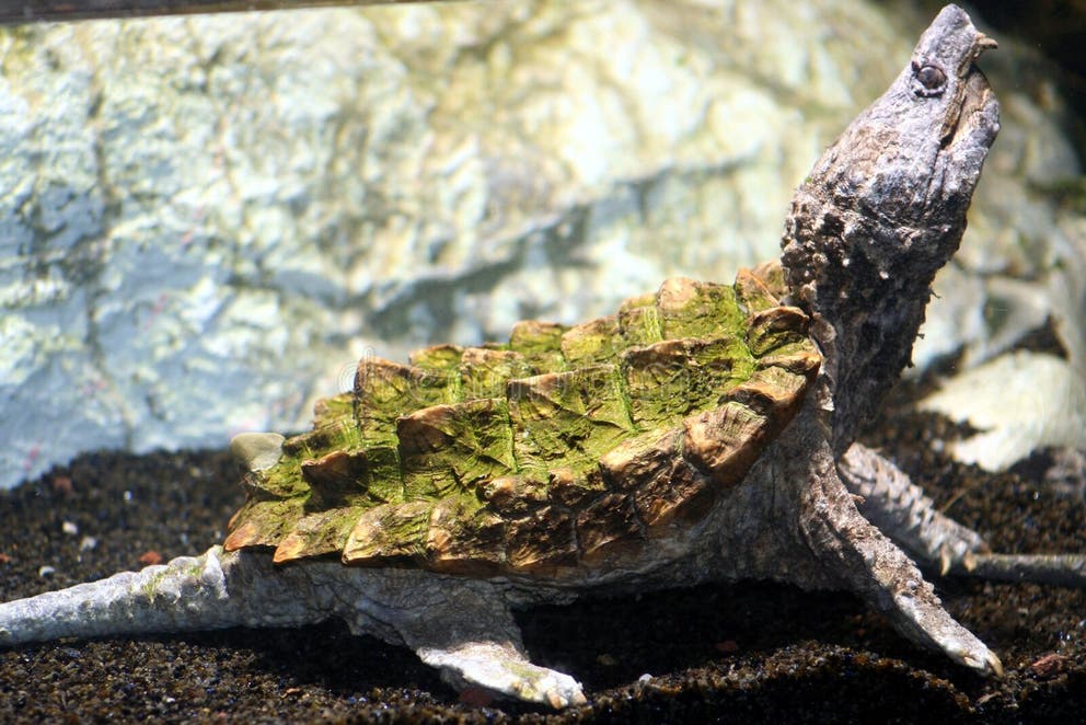 Amazon turtle stock photo. Image of amphibian, snap, amazon - 514394