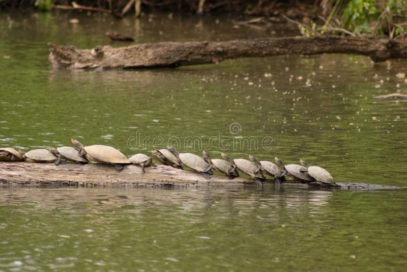 Amazon Turtles stock image. Image of wildlife, still, peru - 5657141