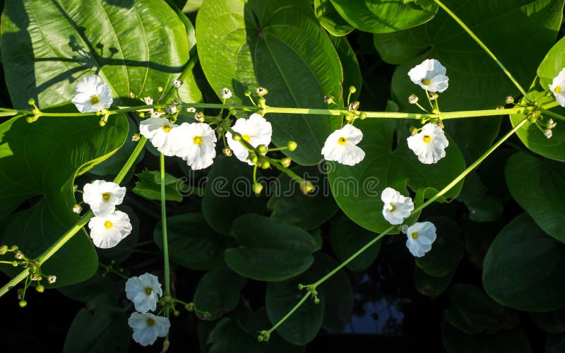 Amazon water flower 001 stock image. Image of greenery - 169940299