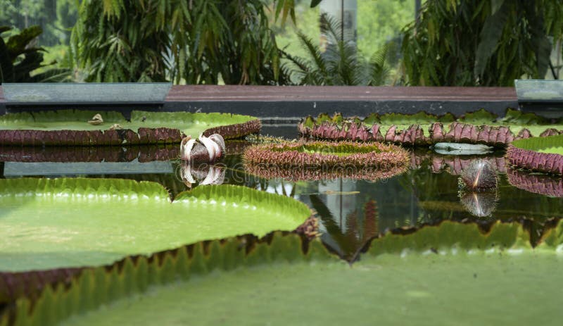 Amazon Waterlily Pavilion editorial image. Image of victoria - 206800560