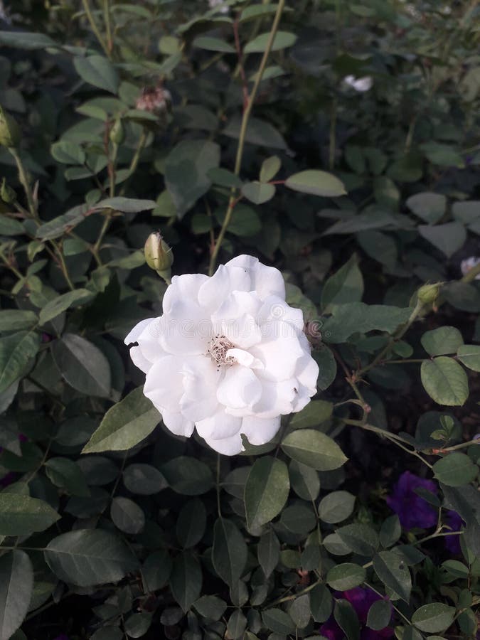 Amazon white rose flowers stock image. Image of shrub - 243109479