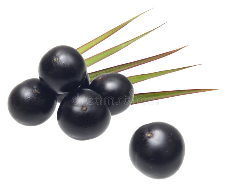 Amazonas-acai Frucht stockfoto. Bild von nahaufnahme - 32901568
