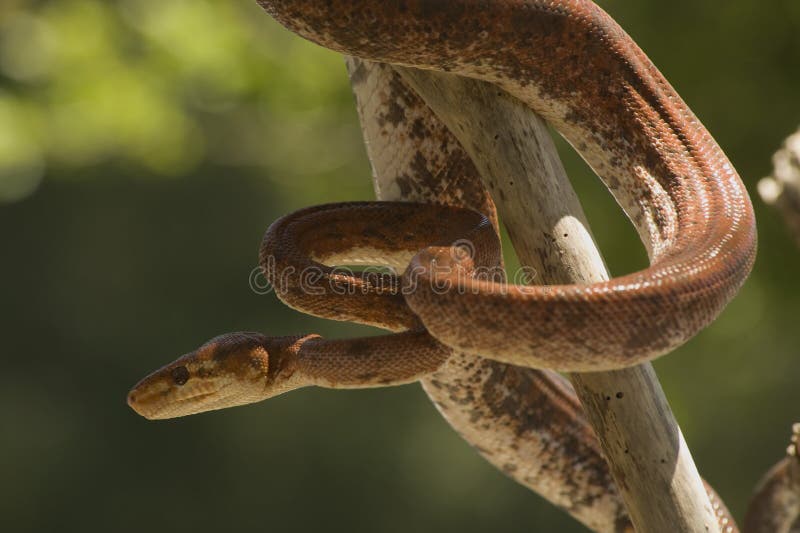 Amazonas-BaumBoa Constrictor Stockbild - Bild von verengung, skalen ...