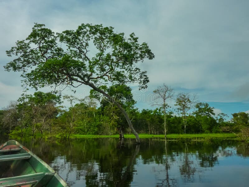 Amazonas - Curious Three-toed Sloth Swims Determinedly Across Rippling ...