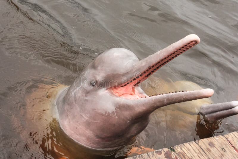 Amazonas-Delphin stockfoto. Bild von delphin, amazonas - 65346504