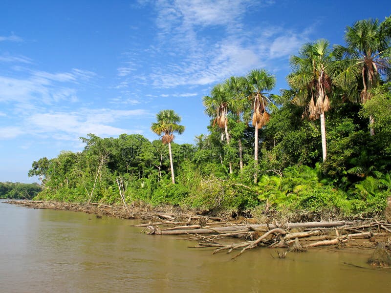 Auf Dem Amazonas Schippern, Im Regenwald, Brasilien Stockbild - Bild ...