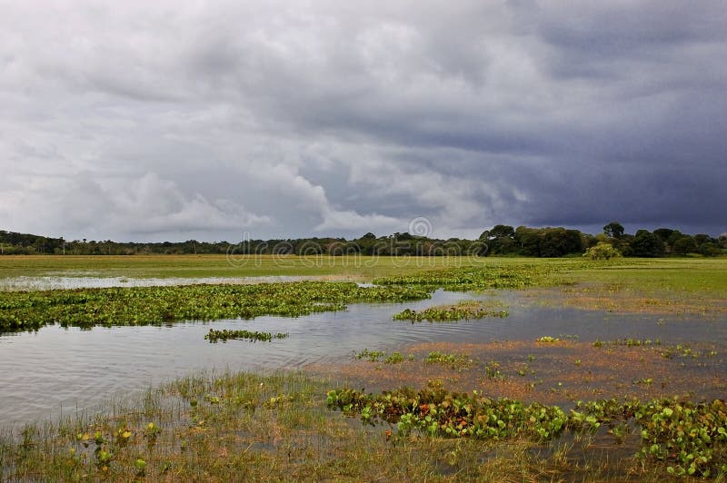 Amazonas-Gebiet - Das Curiau APA Stockfoto - Bild von verschwenderisch ...