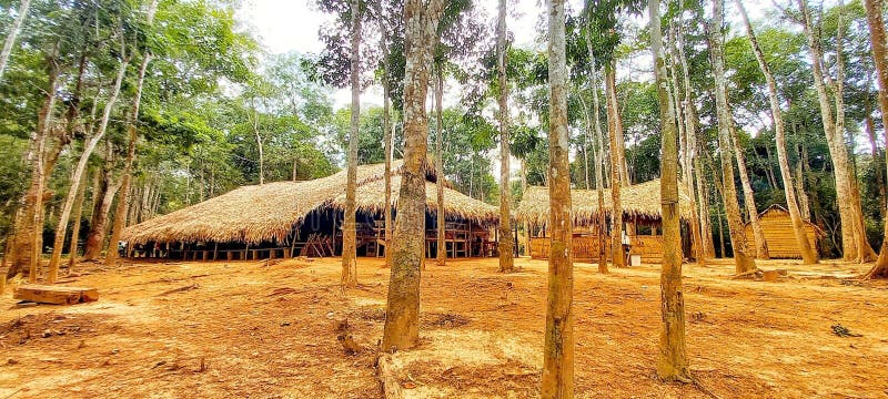 Moloca in the Middle of the Amazon Rainforest Typical Stock Image ...