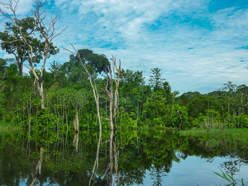 Amazonas - Serene Surface of an Amazon River Perfectly Mirrors Towering ...