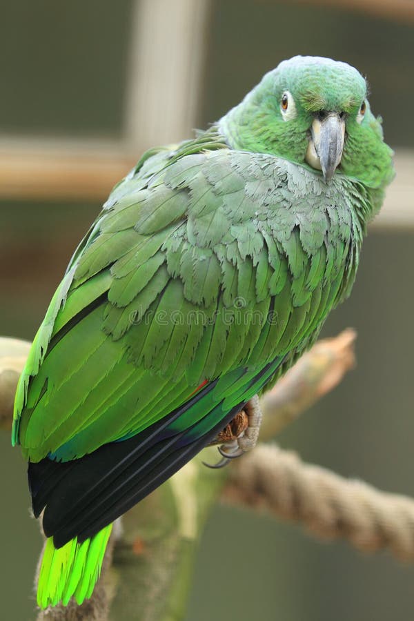 Perroquet Farineux D'Amazone Sur Le Fond Blanc Image stock - Image of ...