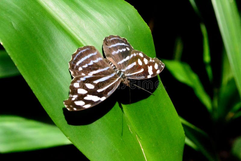 The amazonian butterfly stock photo. Image of green, calm - 86125994
