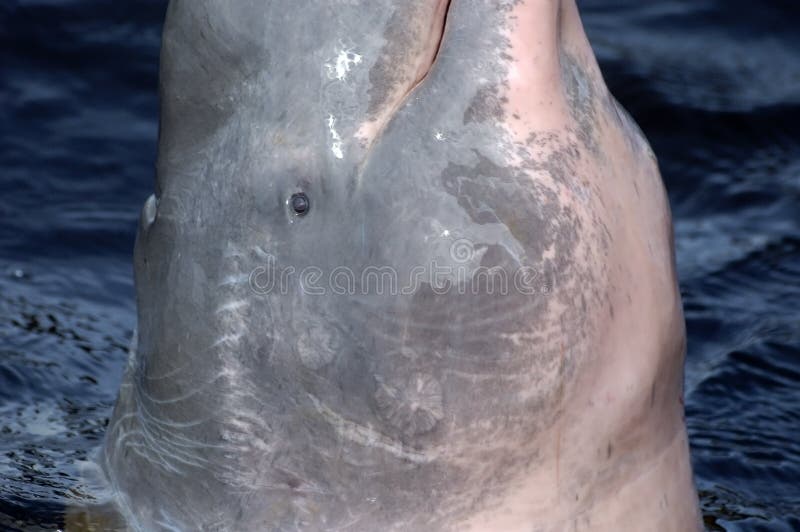 AMAZONIAN DOLPHIN (boto) stock image. Image of water - 60801479
