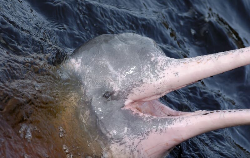 AMAZONIAN DOLPHIN (boto) stock image. Image of underwater - 60801559