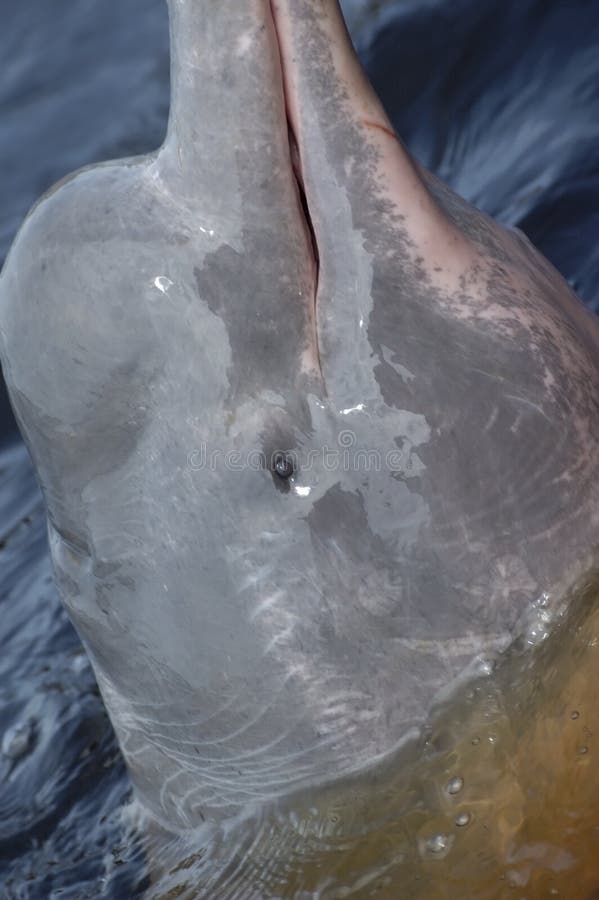 AMAZONIAN DOLPHIN (boto) stock image. Image of brazil - 60801563