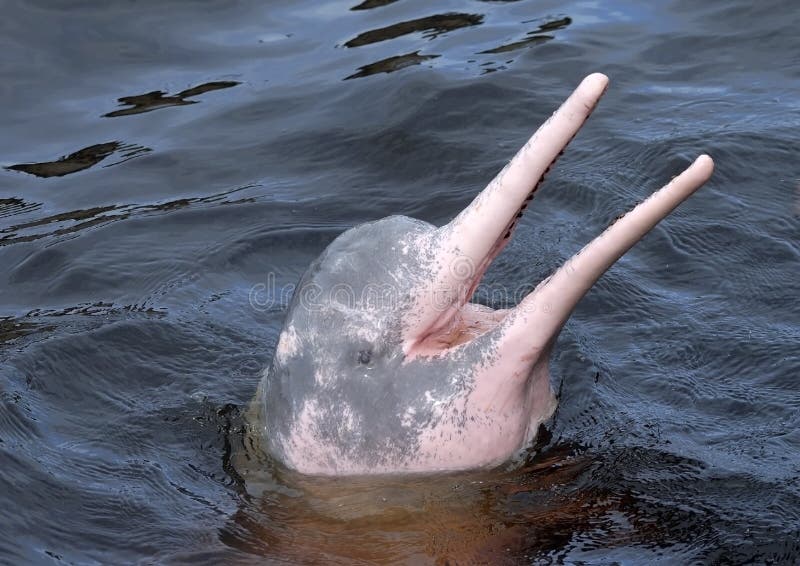 AMAZONIAN DOLPHIN (boto) stock photo. Image of wildlife - 60804098