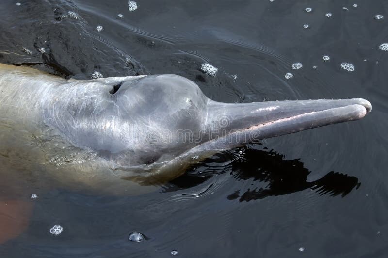 AMAZONIAN DOLPHIN (boto) stock image. Image of amazonian - 60800593