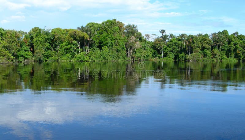 Amazonian forest in Brazil stock photo. Image of jungle - 12830018