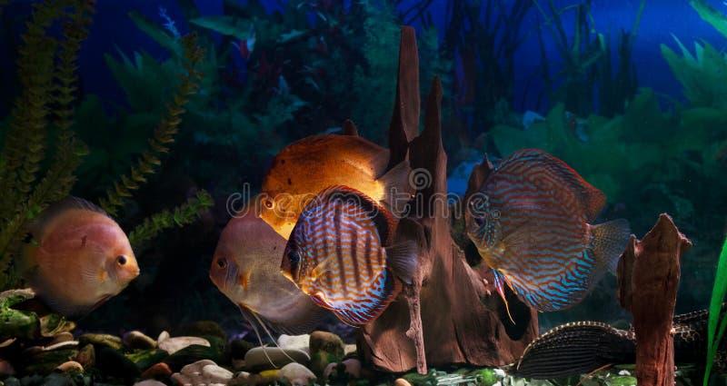 Red Disc Fish In Freshwater Aquarium Stock Image - Image of lakes ...
