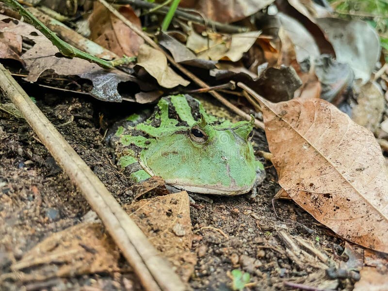 Amazonian Horned Frog, Camouflaged among the Leaves in the Amazon ...
