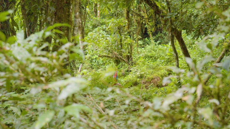 Indigenous Warrior Showing the Viewer the Amazon Rainforest Stock Video ...