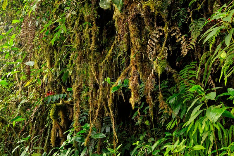 Jungle vines complexity stock image. Image of natural - 15447115