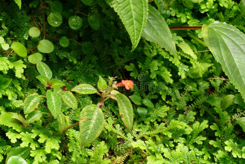 Amazonian jungle flowers stock image. Image of fence - 151440451