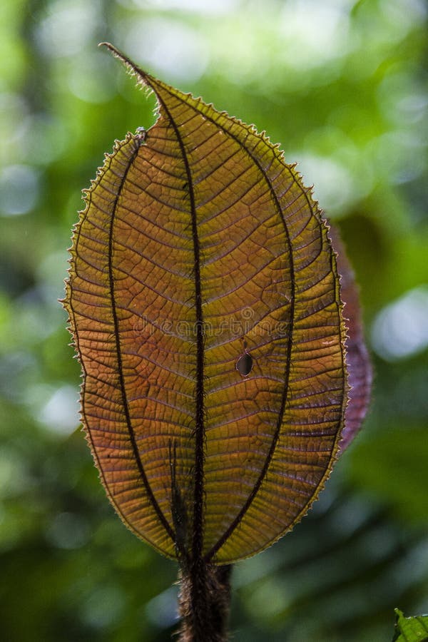 Amazonian Leaf, Amazon Rainforest, Ecuador Stock Image - Image of ...
