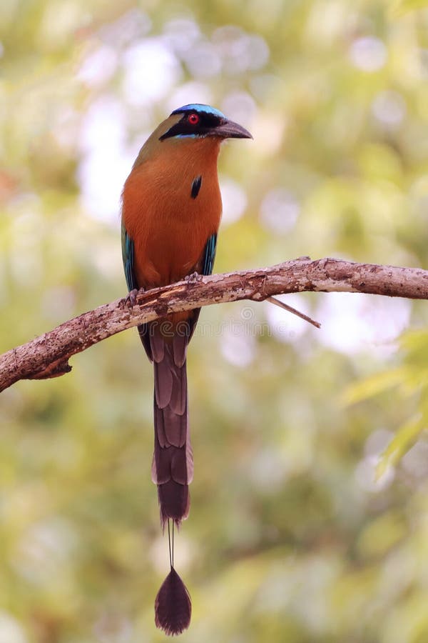 Amazonian Motmot Momotus Momota Perched on Vegetation. Front View Stock ...