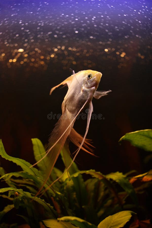 Amazonian princess stock image. Image of flippers, water - 16488235