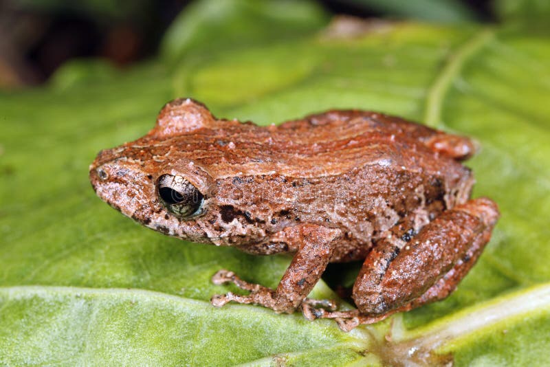 Amazonian rain frog stock photo. Image of brown, neotropical - 16984328