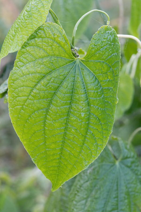 Amazonian Rainforest, Brazil Stock Photo - Image of south, plant: 309068404