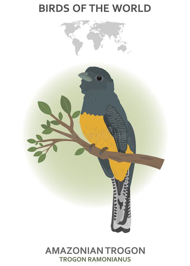 Amazonian Trogon Stock Illustrations – 2 Amazonian Trogon Stock ...