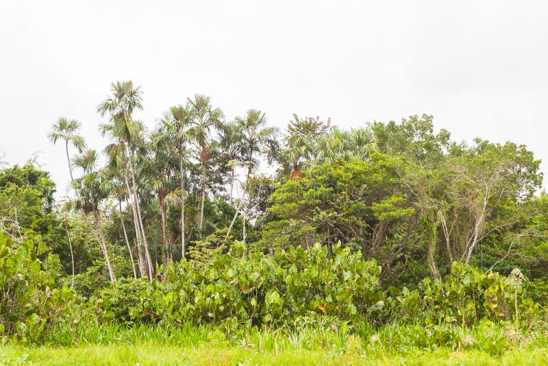 Amazonische Flora, Nationalpark Yasuni, Südamerika Stockfoto - Bild von ...