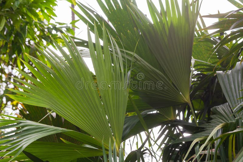 Amazonischer Regenwald, Nationalpark Yasuni-Flora Stockfoto - Bild von ...