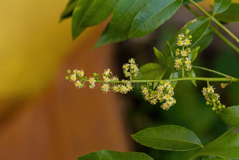 Ambarella Flowering Tree stock image. Image of flowering - 263479535