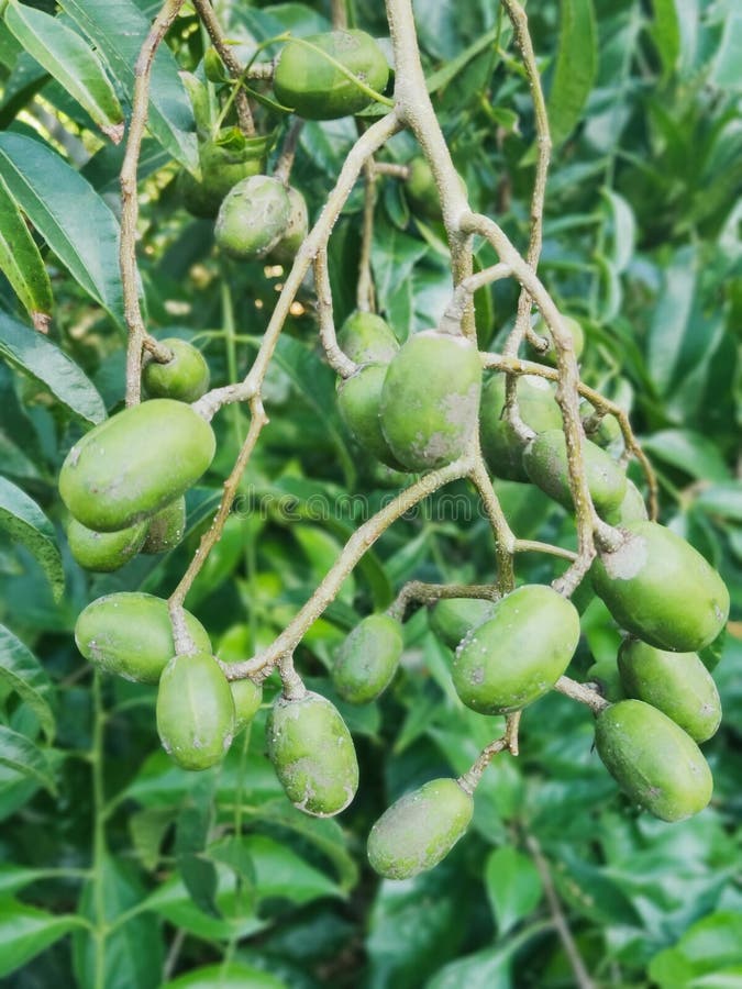 Ambarella fruit stock photo. Image of ambarella, potrait - 150474528