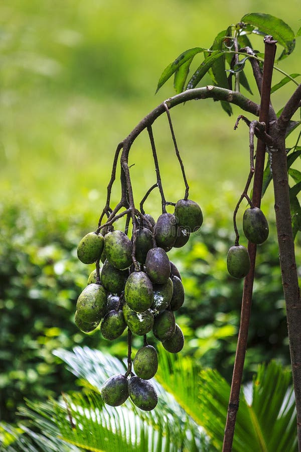 162 Ambarella Tree Photos - Free & Royalty-Free Stock Photos from ...